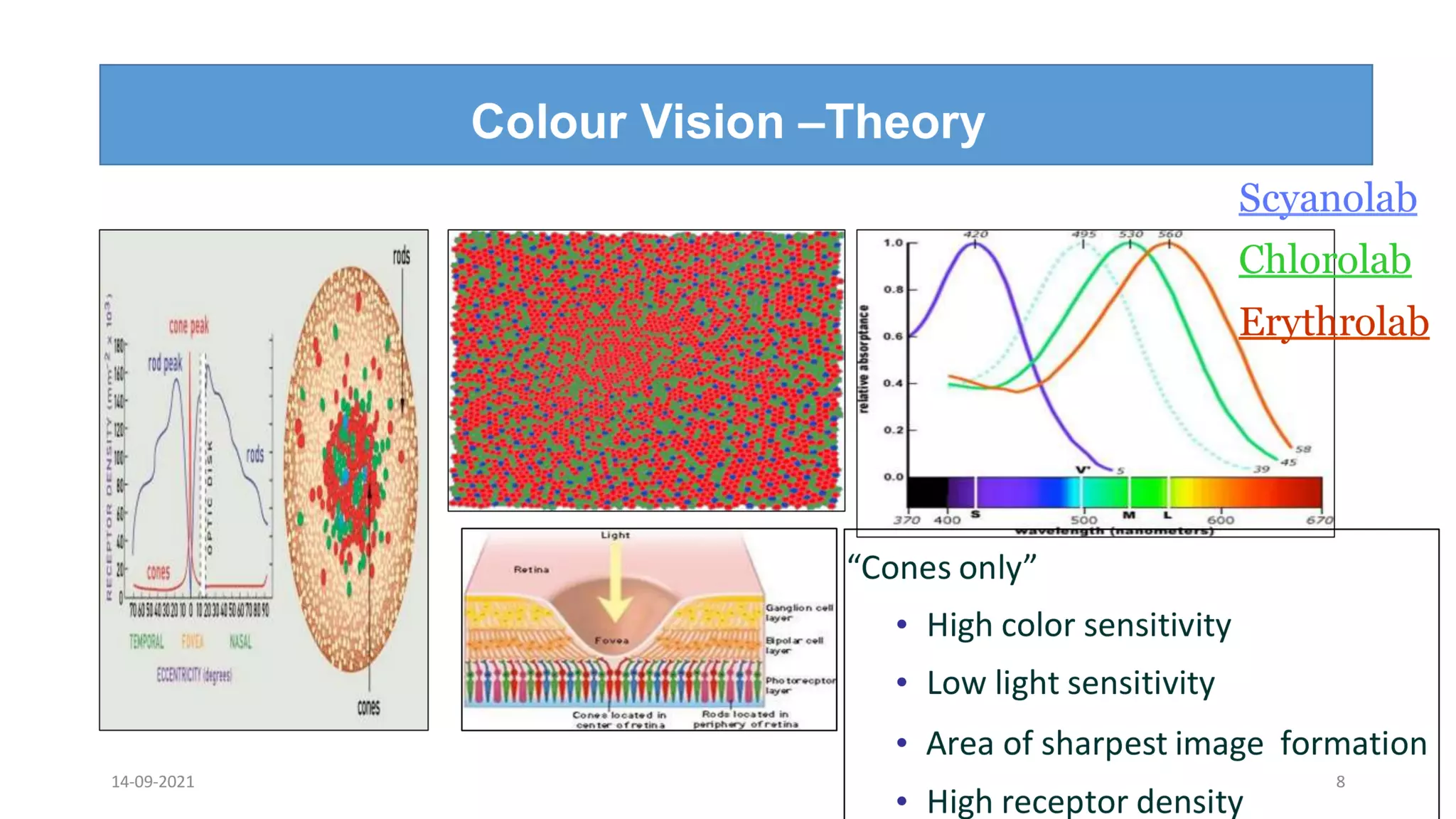 Lecture 7/2022 , Special senses -Vision 7 -Physiology of vision -Visual ...