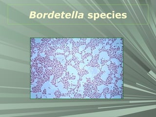 Lecture 23 Bordetella | PPT