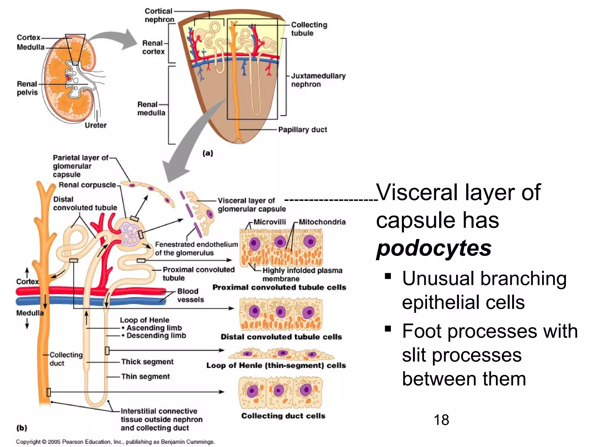 the urinary system | PPT