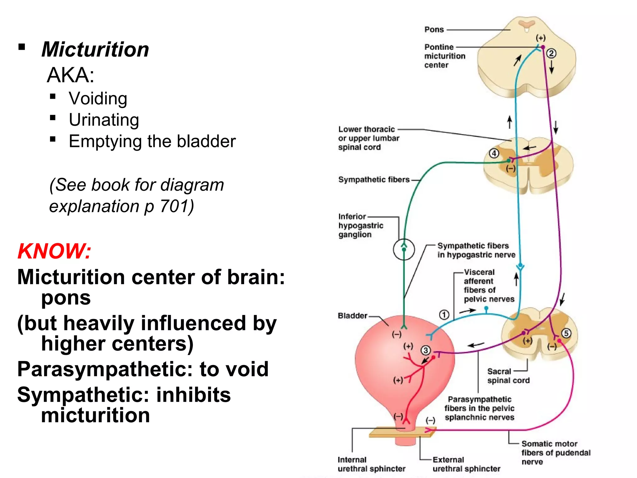the urinary system | PPT