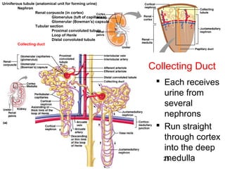 Collecting Duct Urinary System