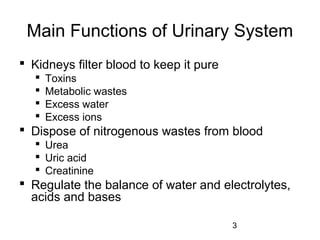 the urinary system | PPT