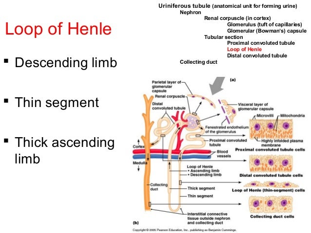 the urinary system