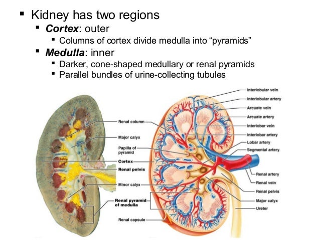 the urinary system