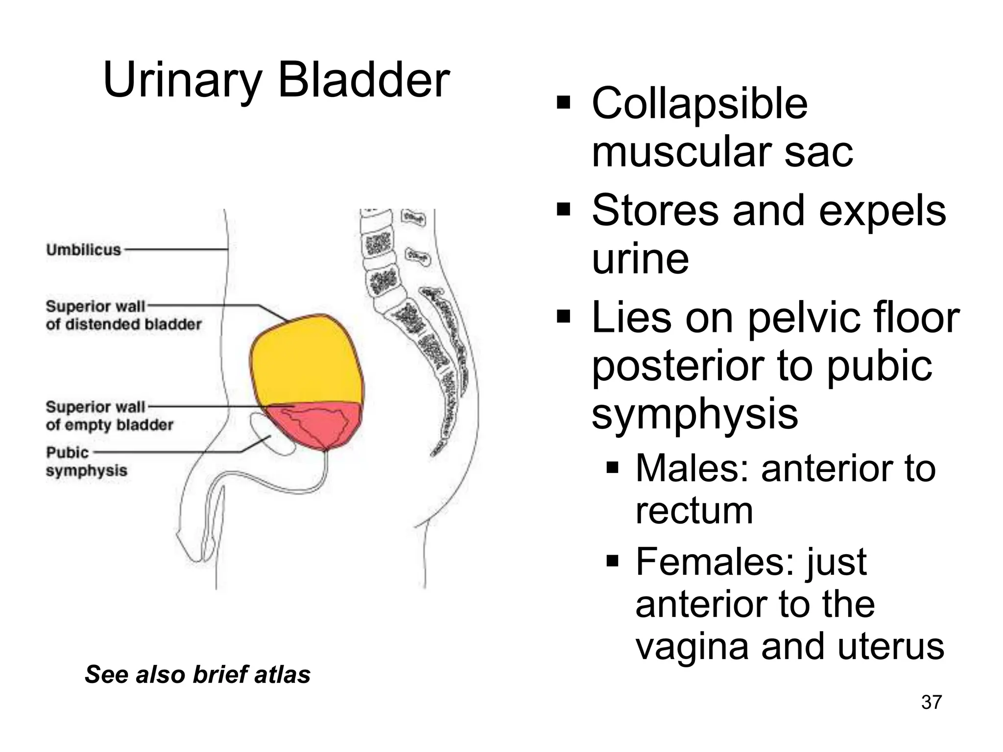 The Urinary System anatomy and physiology.pptx
