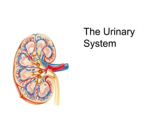 The Urinary System anatomy and physiology.pptx