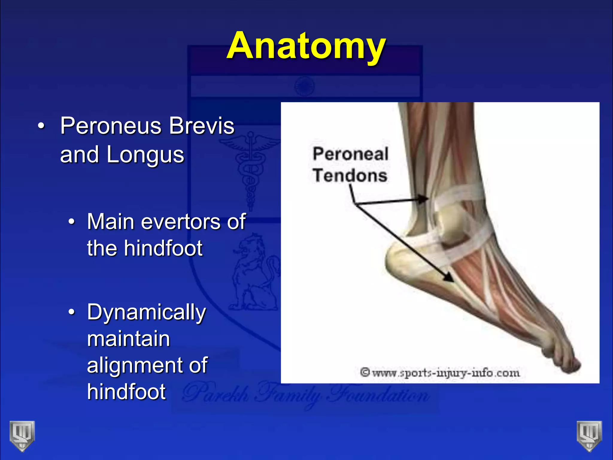 Lecture 23 24 parekh peroneal pathology | PPTX