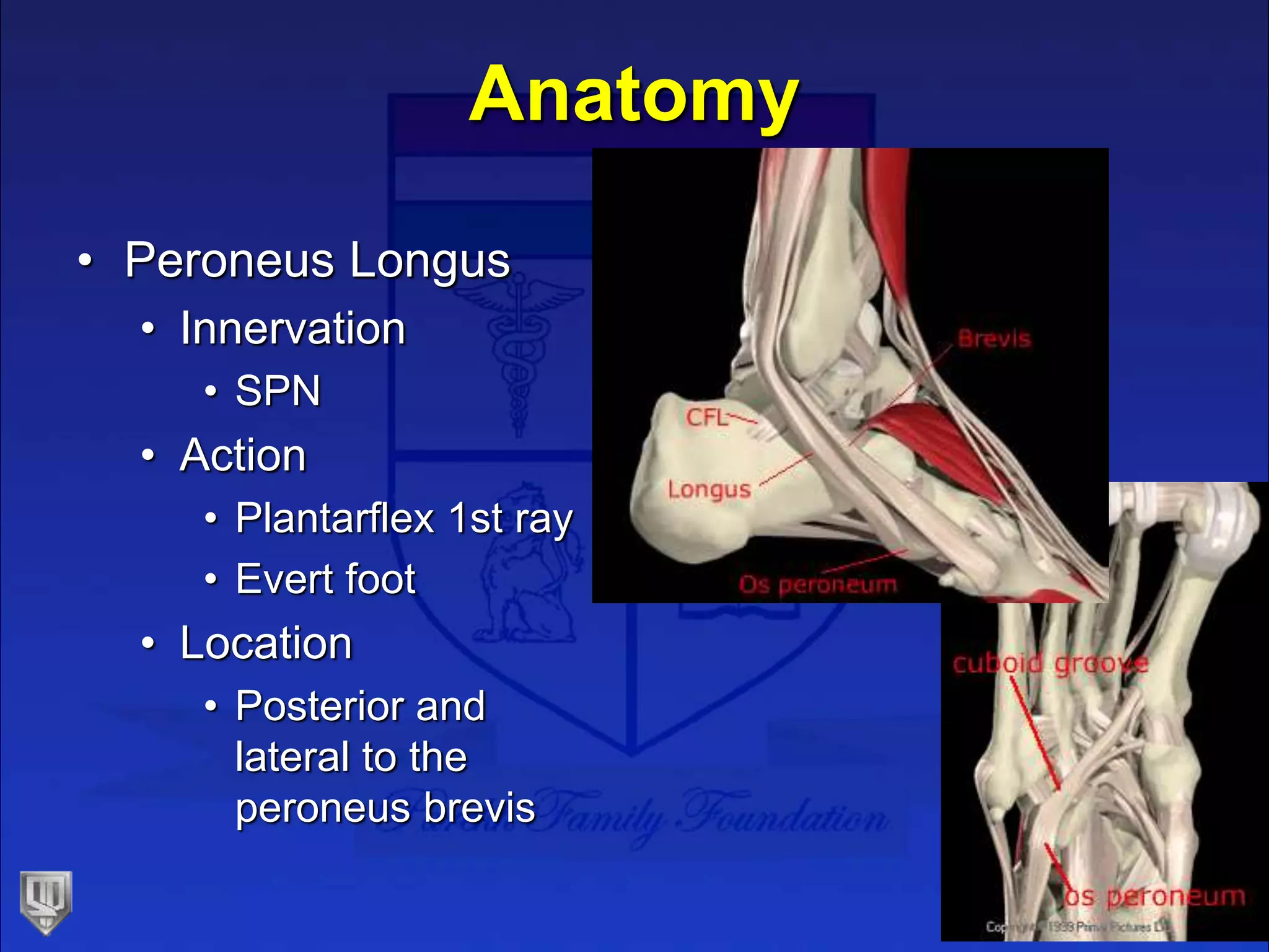 Lecture 23 24 parekh peroneal pathology | PPTX