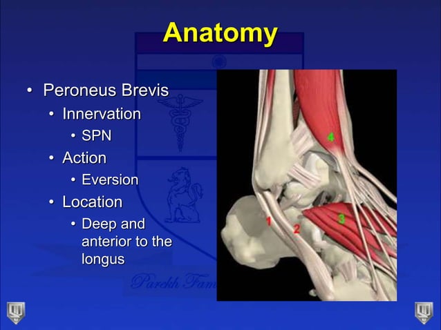 Lecture 23 24 parekh peroneal pathology | PPTX