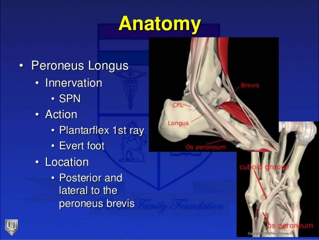 Lecture 23 24 parekh peroneal pathology