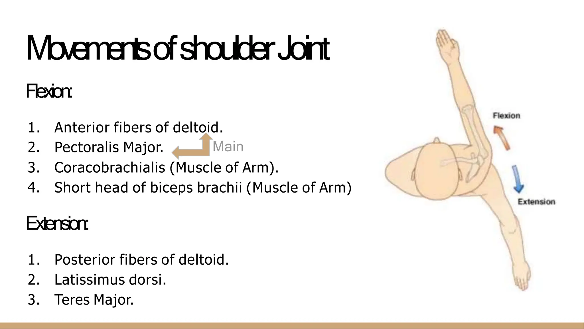 Lecture 23_ Anatomy of the shoulder.pptx | Death, Injury, or Military ...