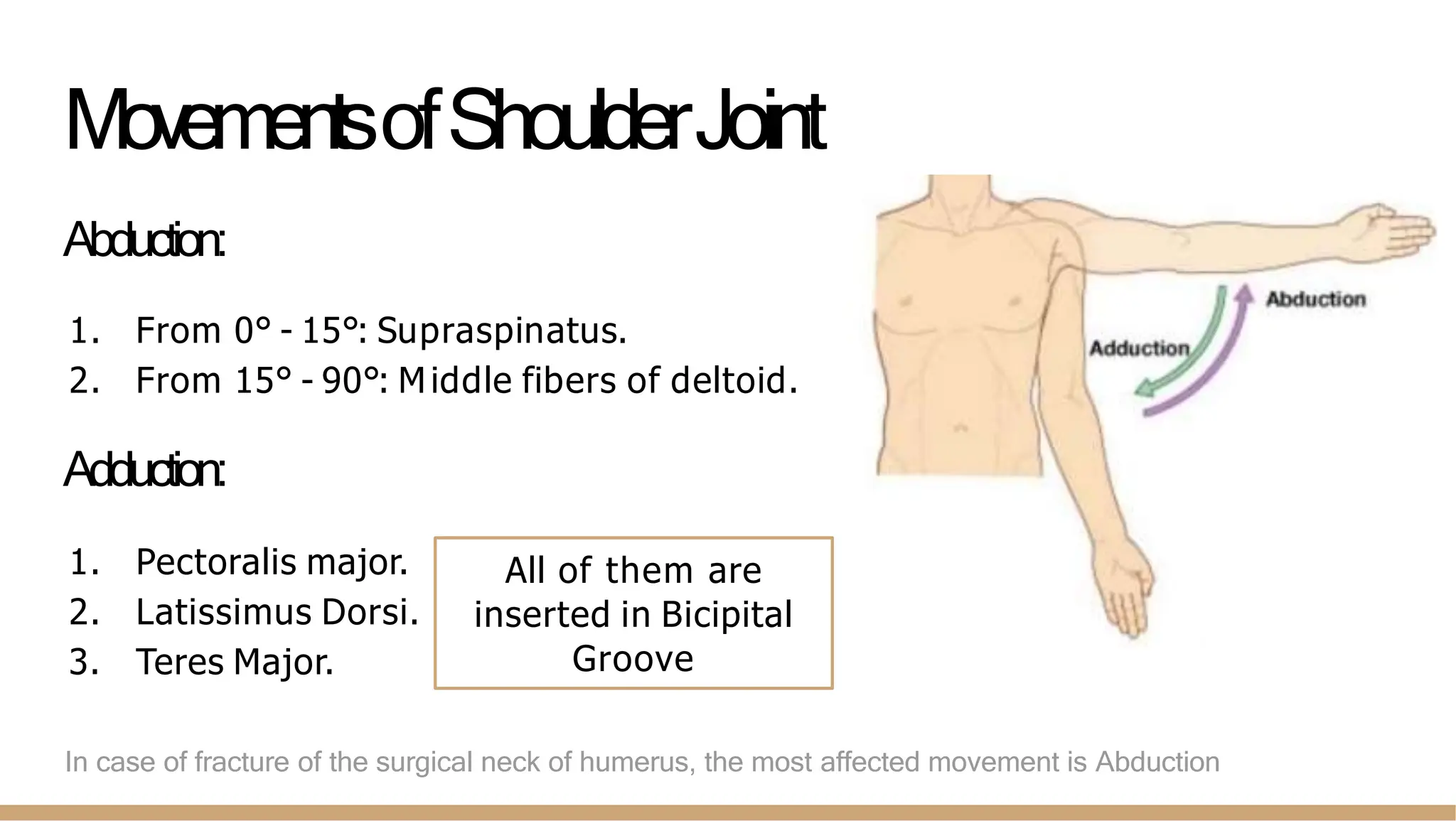 Lecture 23_ Anatomy of the shoulder.pptx | Death, Injury, or Military ...