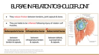 Lecture 23_ Anatomy of the shoulder.pptx