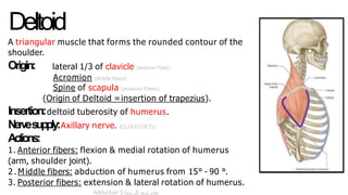 Lecture 23_ Anatomy of the shoulder.pptx | Death, Injury, or Military ...