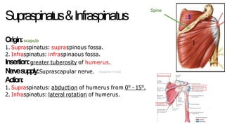 Lecture 23_ Anatomy of the shoulder.pptx