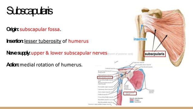 Lecture 23_ Anatomy of the shoulder.pptx