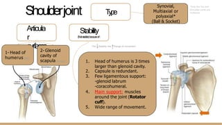 Lecture 23_ Anatomy of the shoulder.pptx | Death, Injury, or Military ...