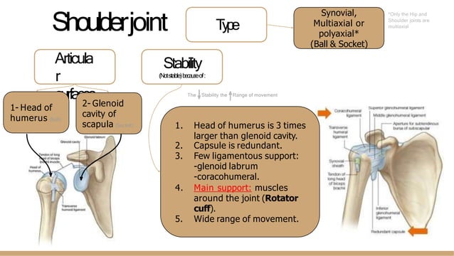 Lecture 23_ Anatomy of the shoulder.pptx