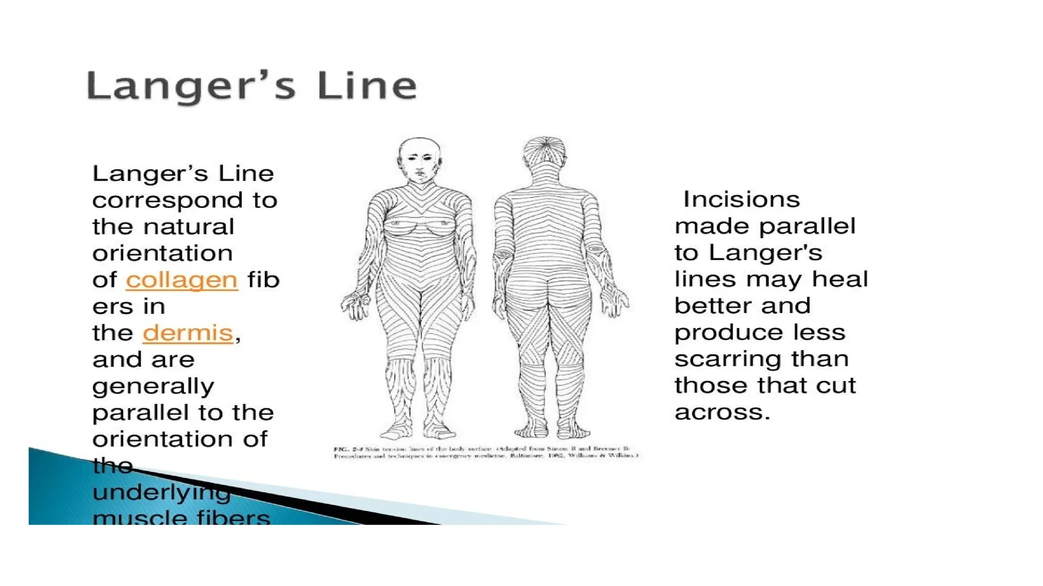 LECTURE 23 May 2023 SURGICAL APPROACH, INCISIONS.pptx