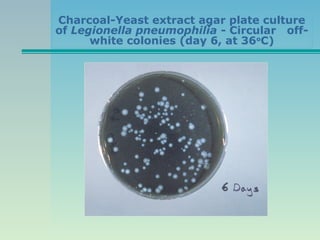 Lecture 24 Legionella | PPT