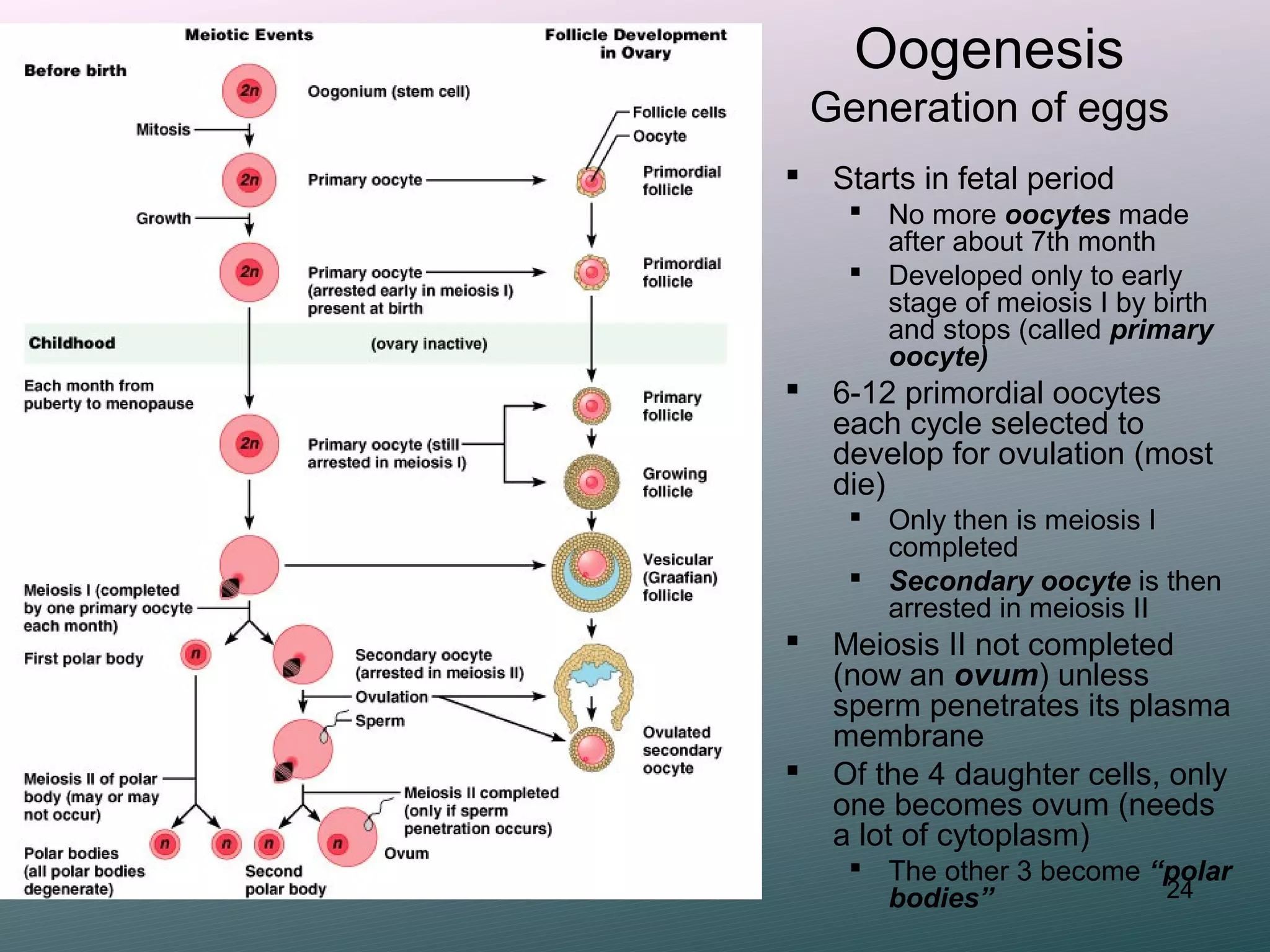 THE REPRODUCTIVE SYSTEM | PPT