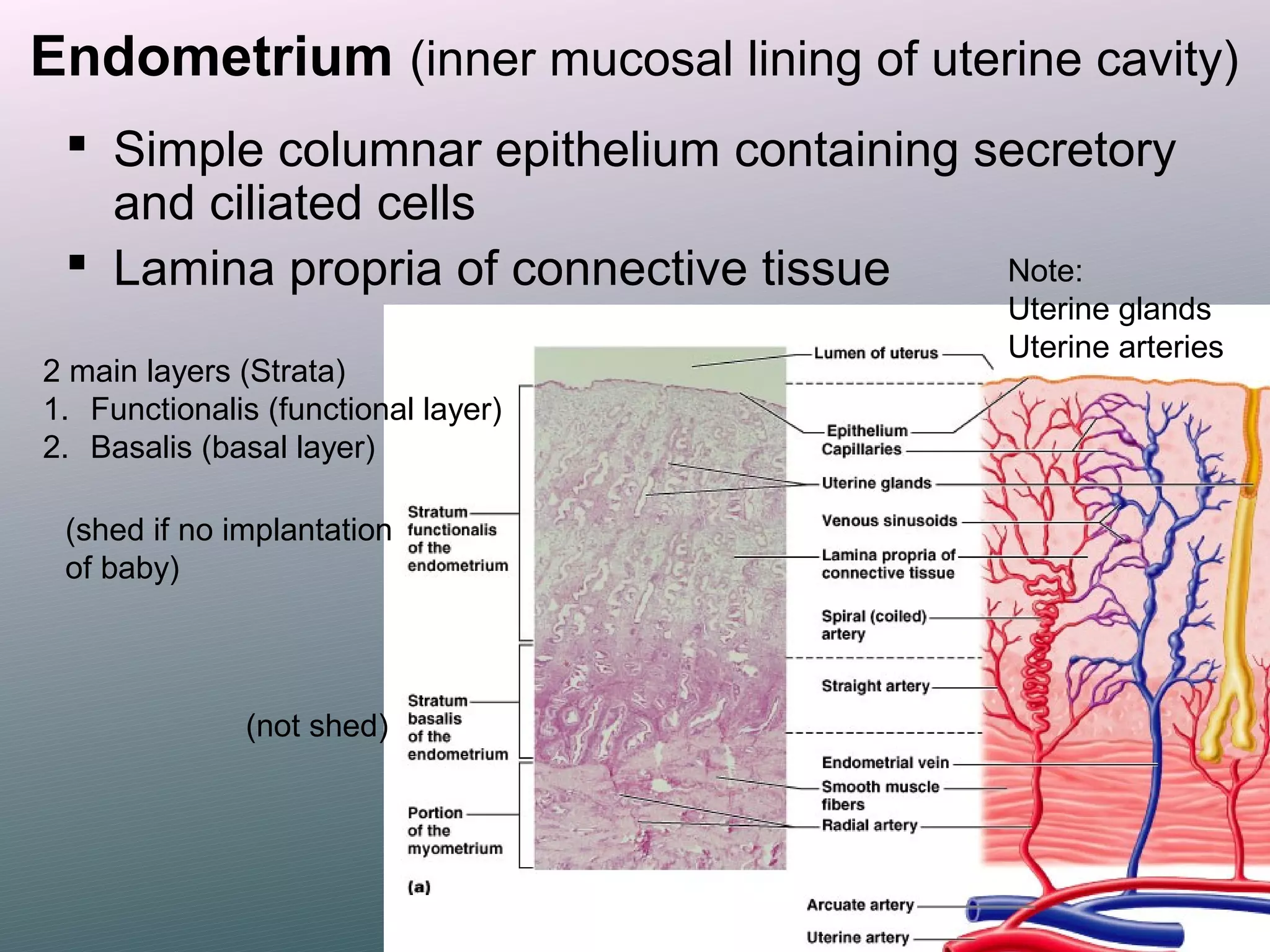 THE REPRODUCTIVE SYSTEM | PPT