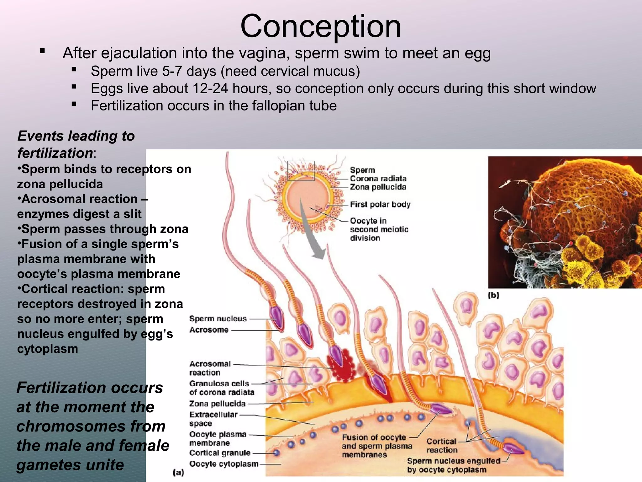 THE REPRODUCTIVE SYSTEM | PPT