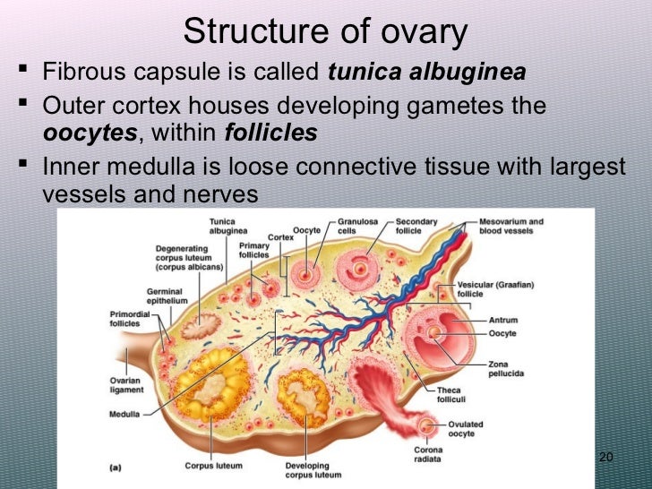 THE REPRODUCTIVE SYSTEM