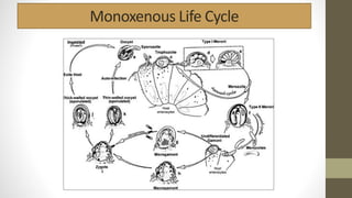 Cryptosporidium | PPTX