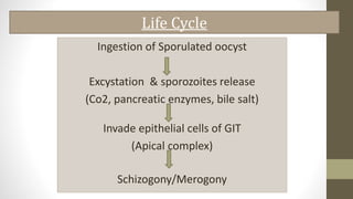 Cryptosporidium | PPTX
