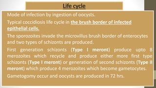 Cryptosporidium | PPTX