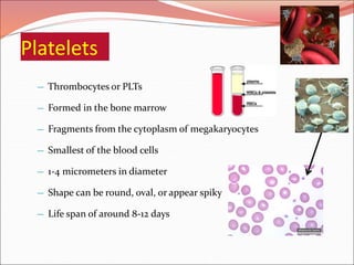 lecture_24_physiology-4_3.ppt