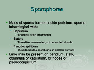 Lecture 24 slime molds | PPT
