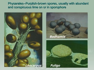 Lecture 24 slime molds | PPT