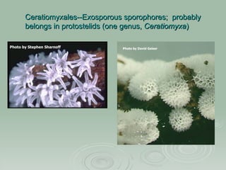 Lecture 24 slime molds | PPT