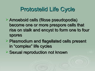 Lecture 24 slime molds | PPT