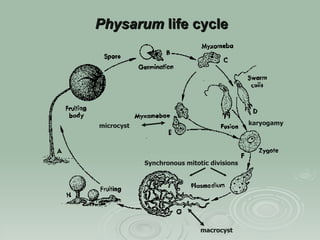 Physarum Life Cycle