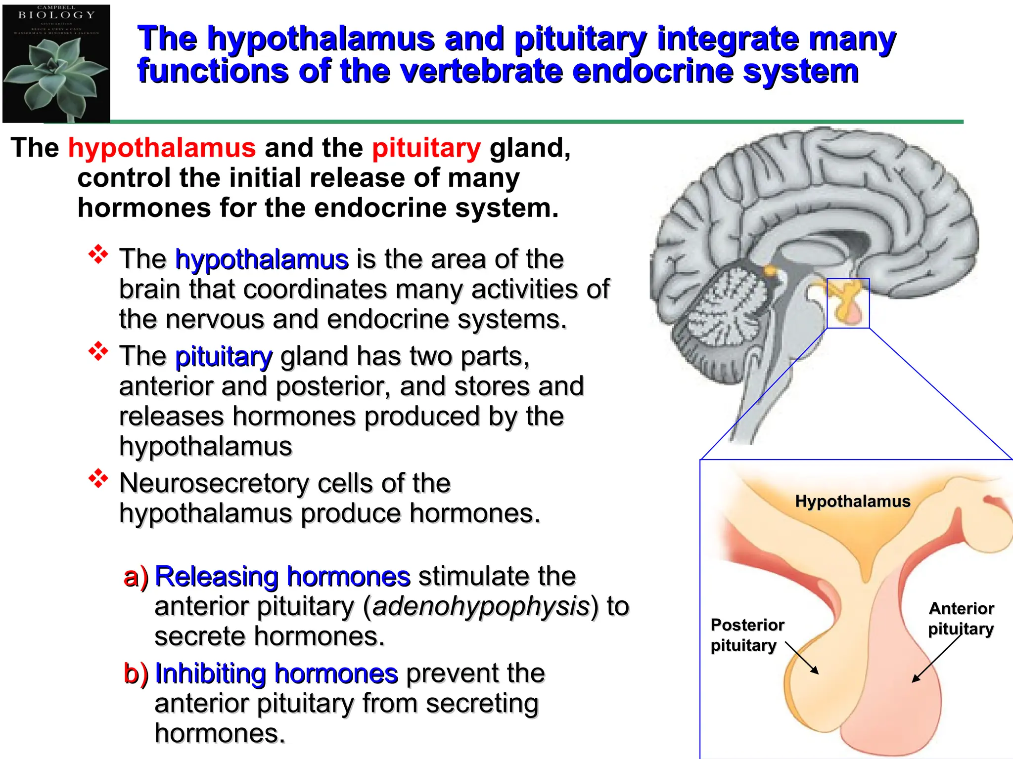 Hormones its classification and chemical naturelecture.ppt