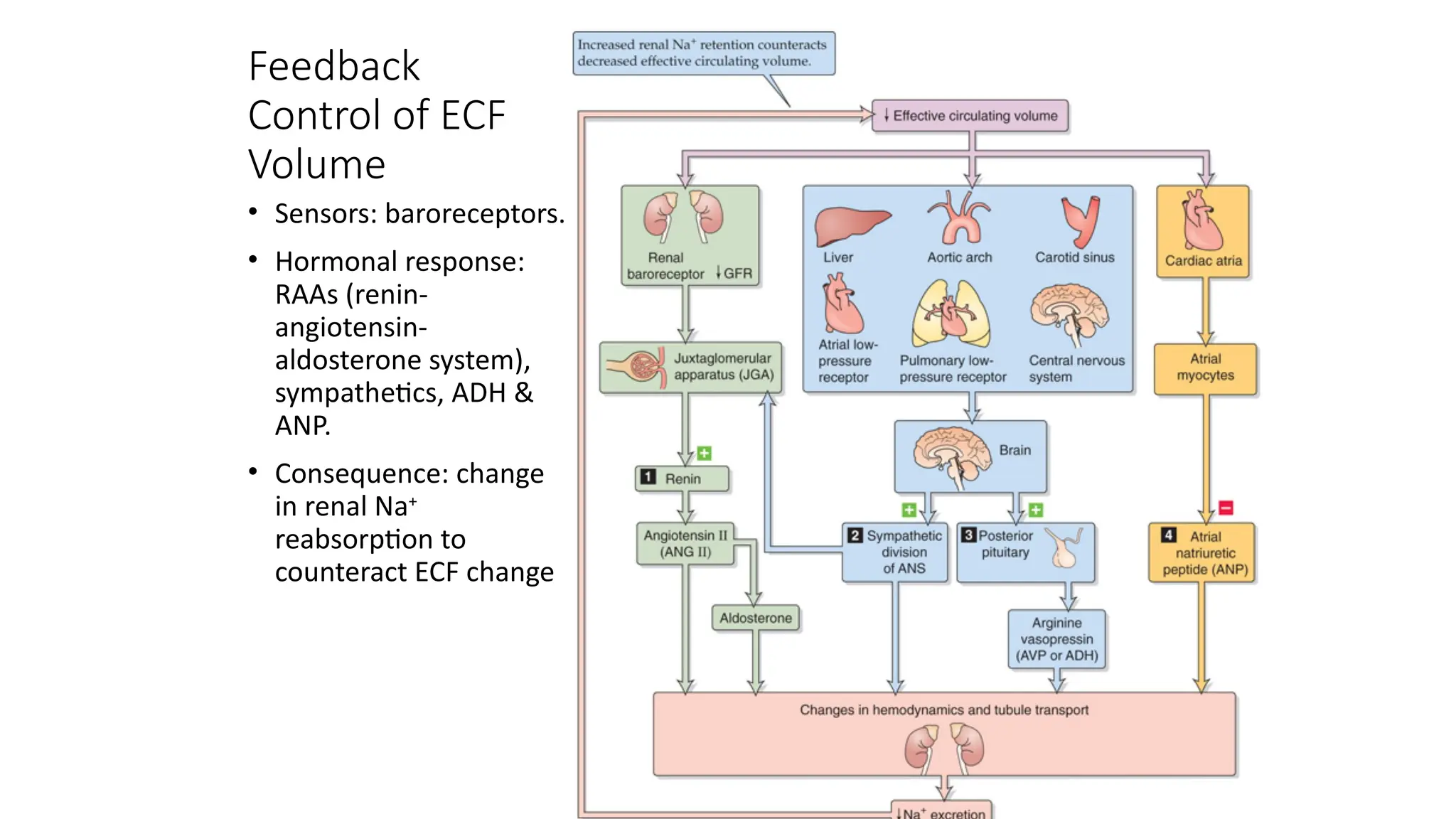 Lecture 25- Regulation of acid base mechanism.pptx