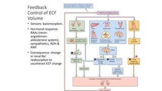 Lecture 25- Regulation of acid base mechanism.pptx