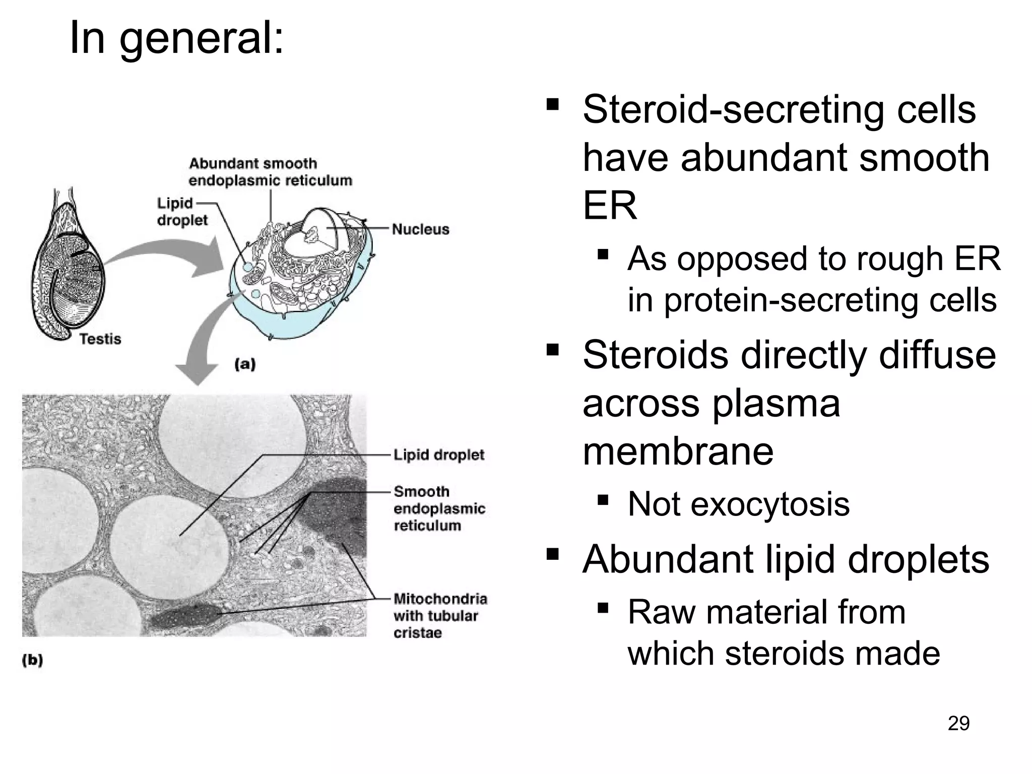 Lecture 25 the endocrine system | PPT
