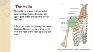 Lecture 25 Intermuscular sapces and axilla [Autosaved].pptx