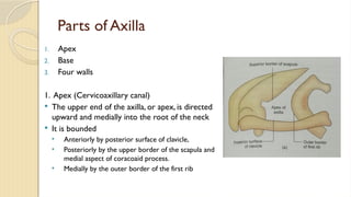 Lecture 25 Intermuscular sapces and axilla [Autosaved].pptx