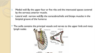 Lecture 25 Intermuscular sapces and axilla [Autosaved].pptx