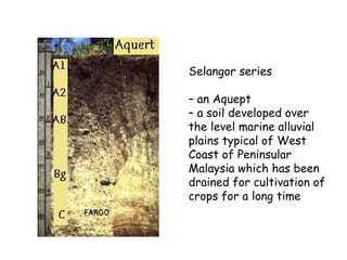 Lecture 25 Soils of Malaysia.pptxesegasgarsgarg | PPTX
