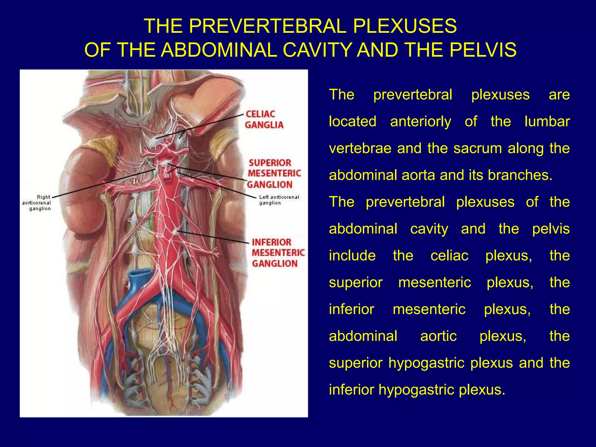 Lecture № 26 - ANATOMY OF THE VEGETATIVE NERVOUS SYSTEM.pdf