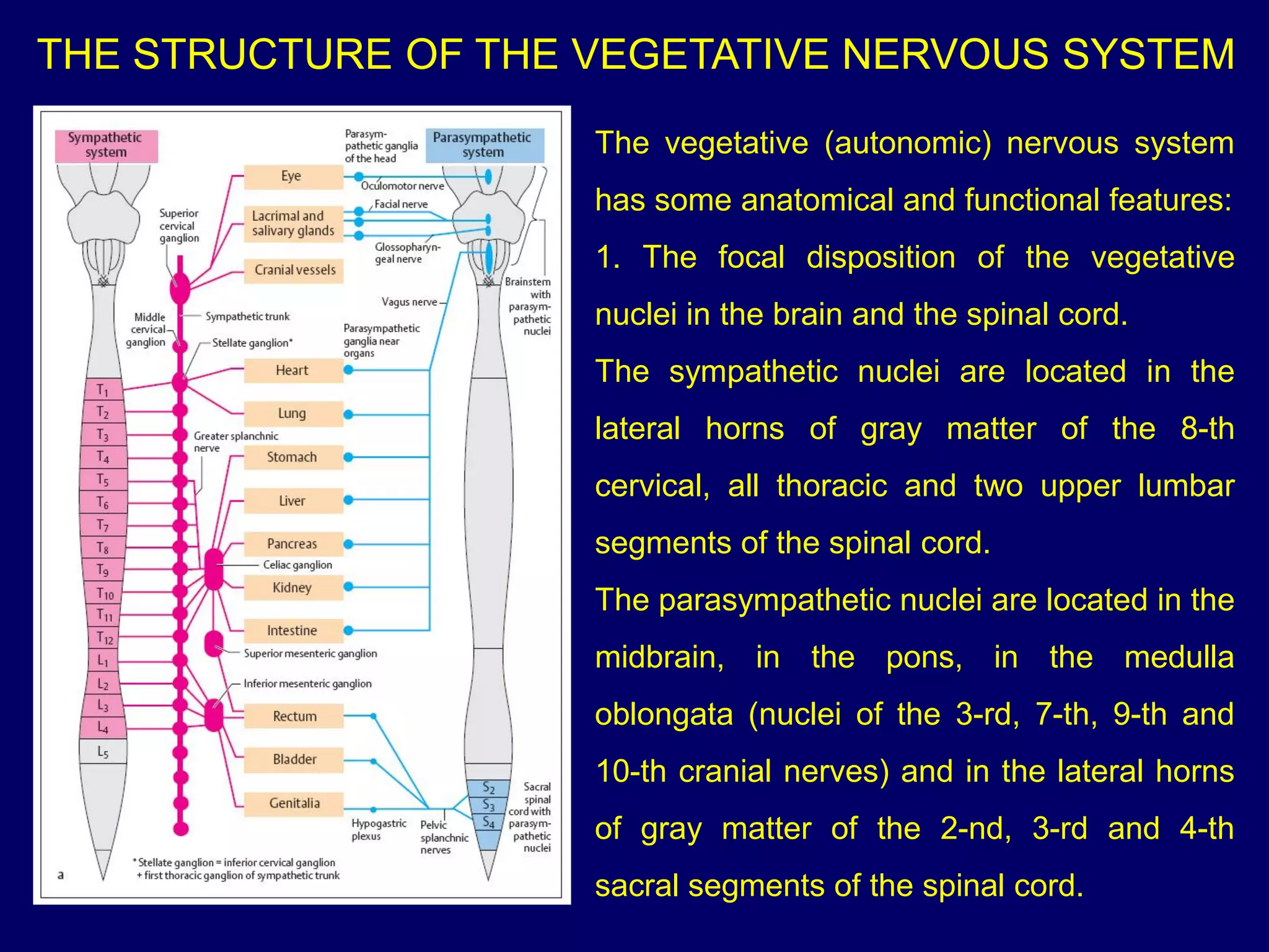 Lecture № 26 - ANATOMY OF THE VEGETATIVE NERVOUS SYSTEM.pdf