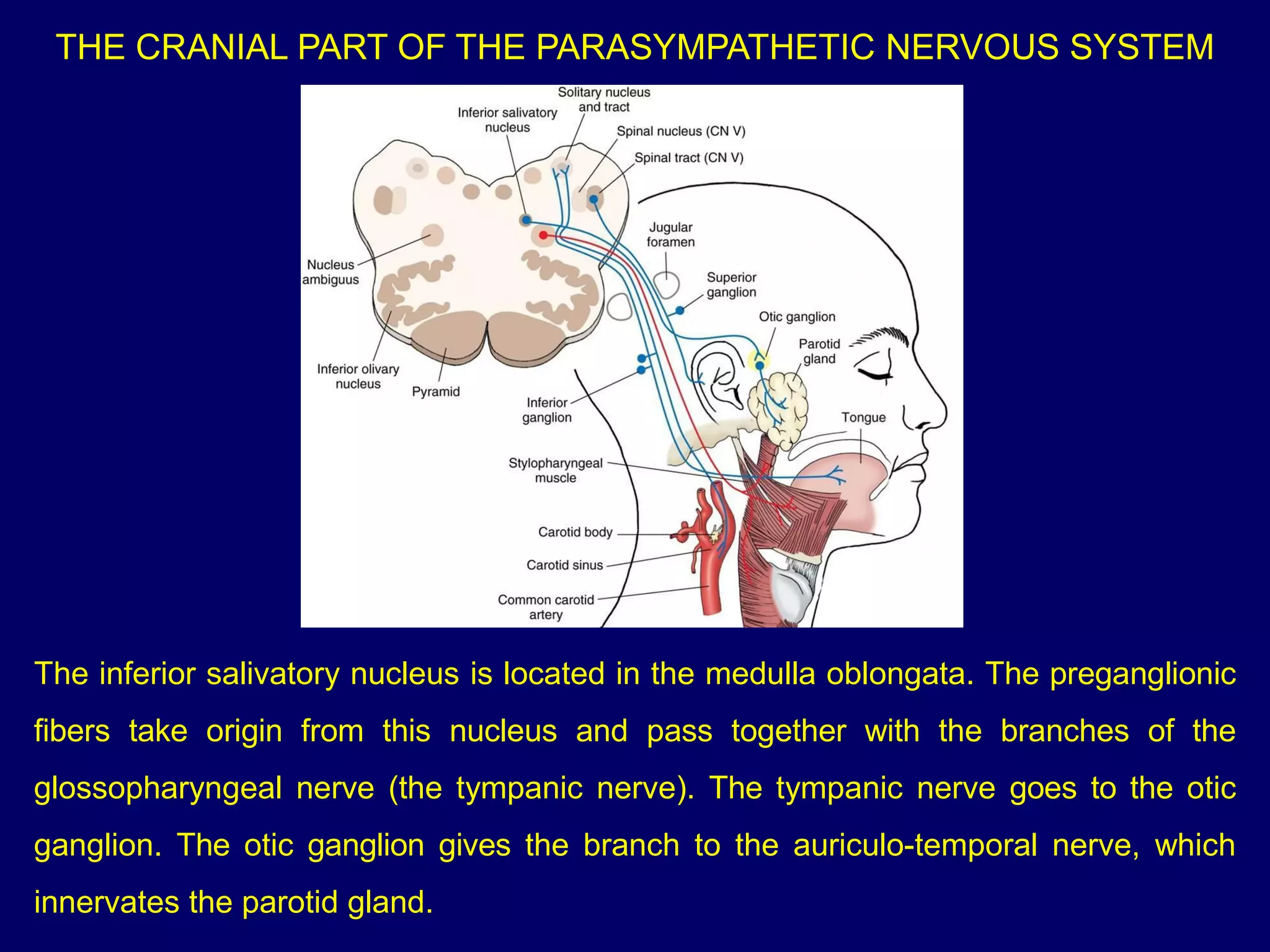 Lecture № 26 - ANATOMY OF THE VEGETATIVE NERVOUS SYSTEM.pdf