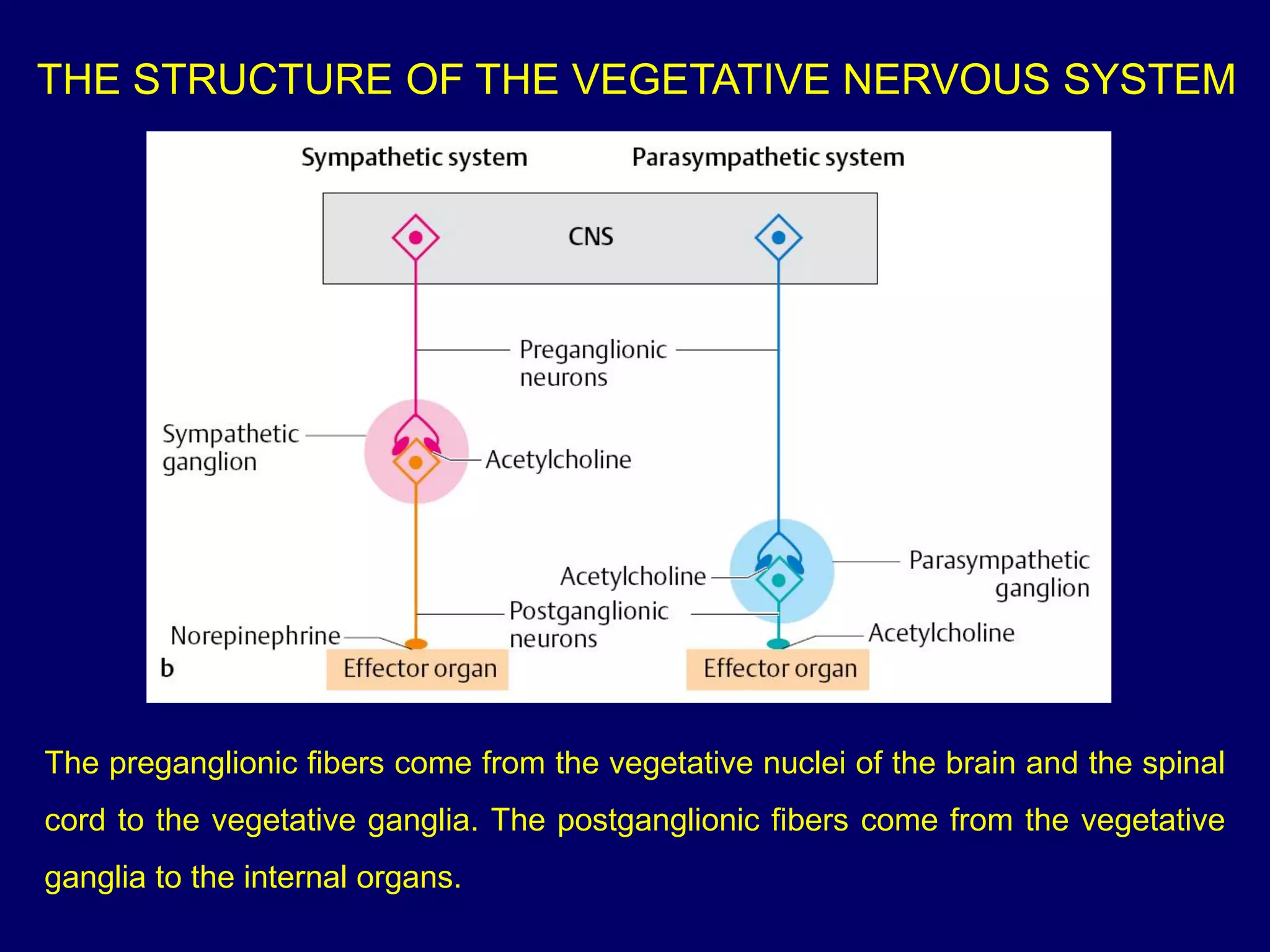 Lecture № 26 - ANATOMY OF THE VEGETATIVE NERVOUS SYSTEM.pdf