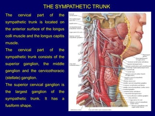 Lecture № 26 - ANATOMY OF THE VEGETATIVE NERVOUS SYSTEM.pdf